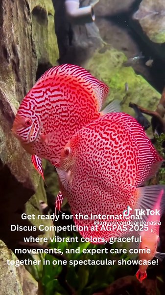 International Discus Competition at AGPAS 2025