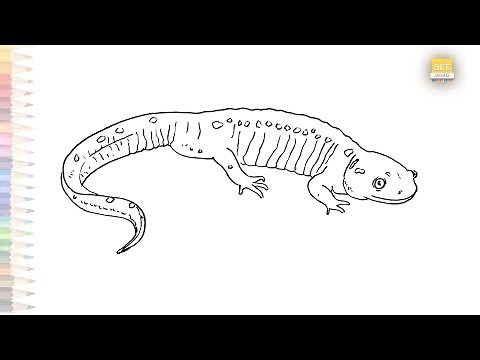 Spotted Salamander drawing | How to draw Salamander step by step | easy reptiles drawing videos