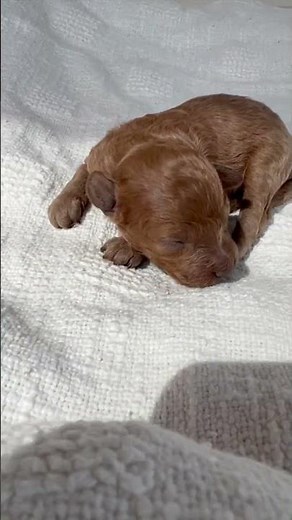 Fluffiest Pomapoo Puppy Ever