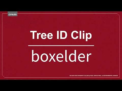 Tree ID Clip: MAPLE BOXELDER with Dave Apsley