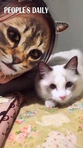 When cats meet cat filters... | People's Daily, China