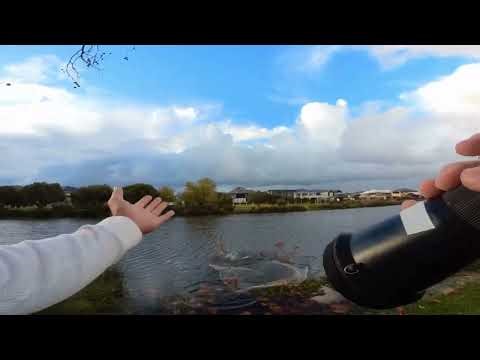 Net Gun for wildlife rescue