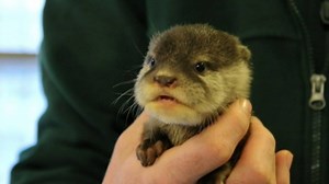 Perth Zoo has a new litter of baby OTTERS... and they're otter-ly ADORABLE 😍😍😍 The eight-week-old pups had their first vet check today and passed with flying colours. Any ideas on names for the little pups? | ABC Perth