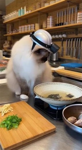 A Ragdoll Cat is Cooking Clam Chowder