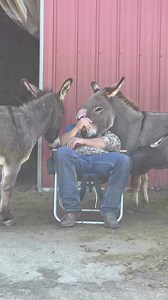 871K views · 9.9K reactions | The moments we love here on the farm. Donkey time!!!!! #reels #fbreels #donkeys #farmlife #onehappyassfarm #therapy #farm #fall #family | One Happy Ass Farm | Facebook
