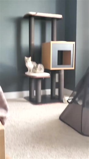 These kittens haven't had human contact so we're working on socialization. It's a slow process but I love seeing them start to get comfortable. With kittens, food is key! | Fostering kittens