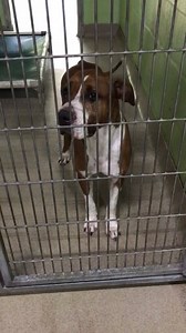 5.1K views · 137 reactions | Chance deserves a chance!! This cutie is...