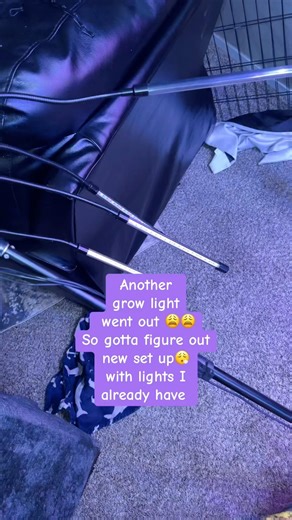 What’s your favorite grow light?💡#growlights #houseplants #plants #garden #plantcare #fyp #shorts