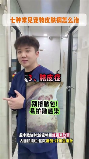 7 Common Pet Skin Diseases How to Deal With Them Correctly #Scientific pet care#Novice cat