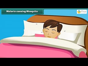 Class 5 EVS Chapter - 8 "A Treat for Mosquitoes" cbse english Environmental studies Looking Around