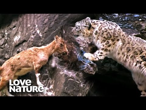 Cliffside Chase: Snow Leopard vs. Baby Goat at Full Speed | Love Nature