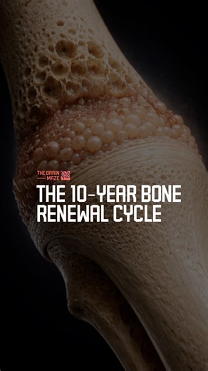 The 10-Year Bone Renewal Cycle - The human skeleton is constantly renewing itself through a precise biological process that rebuilds bone, repairs damage, and preserves strength throughout life. | The Brain Maze