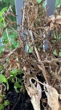Pruning Snapdragons After Long Winter! #containergardening