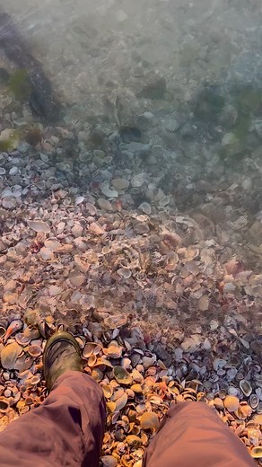 30K views · 732 reactions | This is why it’s so important to shell at...