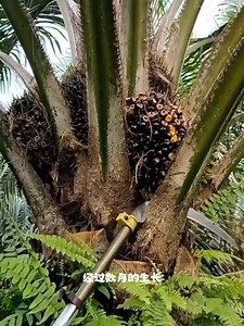 243K views · 403 reactions | là một trong những nơi sản xuất đá sapphire nổi tiếng nhất thế giới | Gait Ictl Computer | Facebook