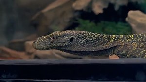 Desiree and Steven bring a Crocodile Monitor Lizard to The Reptarium ⬇️ Please check out all the links below ⬇️ Special Thanks To Both Desiree Monnot-Fanning and Steven Viridis. To my amazing community of fans, please follow and/or support the Fanning family links below. Frozen rodents ▶ https://www.coldbloodedcafe.com/ Desiree's Instagram ▶ https://www.instagram.com/desireeam1 Steven's Instagram ▶ https://www.instagram.com/stevenviridis UnfilteredReptilePodcast ▶ https://www.instagram.com/unfil
