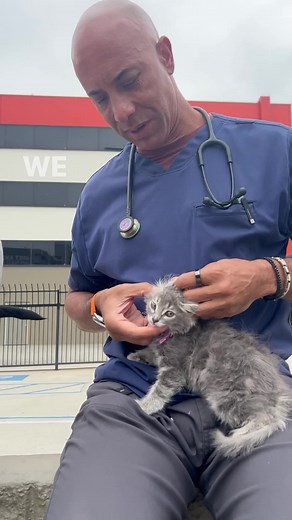 Brave little girl!🐱💪To all my new kitten parents, it’s important to get in for that first checkup and start vaccines. There’s a number of things we’re looking for: ear mites, intestinal parasites, fleas and a normal weight /growth trajectory, including full body exam of heart, lungs, teeth, skin and abdomen. ✴️Cool little factoid: Kittens under six months of age should weigh approximately their age. So a 2 month old kitten should weigh 2 lbs and so on. #kittens #kitten #kitty #rescuecat #check