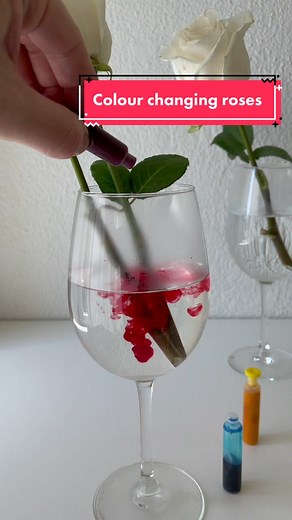 Colour Changing Flower Experiment: Amazing Results Revealed!