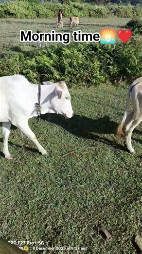 🏞️⛰️❤️#nature #goodmorning #minivlog #music