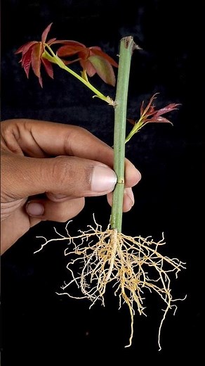 How to Grow Rose Trees from Cutting In A Onion