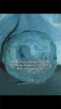 Two distinct breeding methods are currently unfolding on the beach. #wildlife #animals #shorts