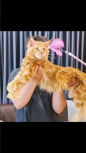 $7,000 Giant Maine Coon Cat 🐾 | The King of Cats 👑