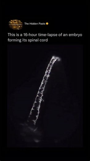 History 📌 Entertainment 📽️ News 🎤 on Instagram: "Follow us @thehiddenpasts to learn something NEW everyday 🧠 16 extraordinary hours of development condensed into a single stunning moment. ⏳🧬 Watch as an embryo’s spinal cord takes shape in this incredible time-lapse of neurulation. The process begins with a simple, flat sheet of cells that begins to fold and transform, laying the foundation for the entire nervous system. 🌱🔬 This frame-by-frame revelation shows the formation of the neural t