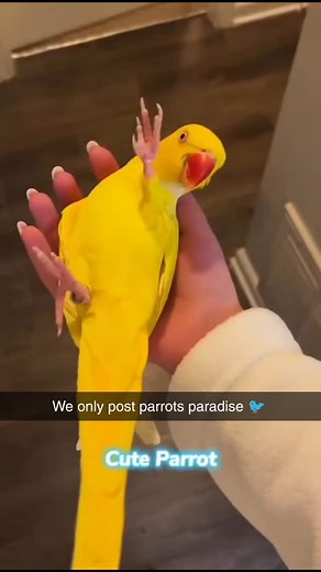 Parrots Paradise on Instagram: ""Welcome to Parrots Paradise — colorful, clever, and full of joy! The happiest parrots live here! #ParrotsParadise #HappyBirds #ColorfulParrots #BirdHeaven #ParrotLovers #BirdVibes #ViralBirds #TropicalJoy""