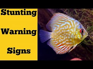 How to Ensure Proper Discus Growth: Understanding Eye Size and Preventing Stunting