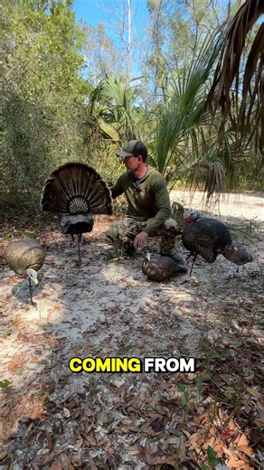 Turkey Decoy Setup