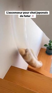1.8M views · 8.7K reactions | L’ascenseur pour chat japonais du futur  | Le Japon en Noir et Blanc | Facebook