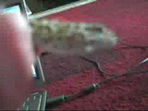 Chip the leopard gecko first sound video