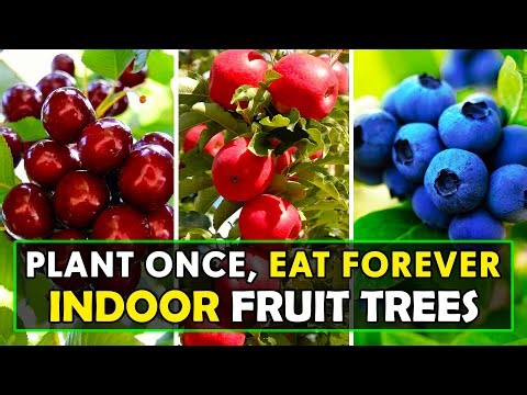 15 Fruit Trees That THRIVE in Pots, Shade & Tiny Spaces
