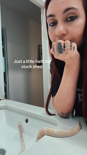 Albino Ball Python Bath for Stuck Shed Removal