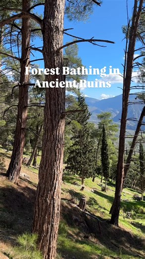 Every Forest tells a story. The Forest set among the ruins in ancient Delphi in Greece tells the story of a place held sacred by ancient Greeks. This site is the meeting place of two fault lines. In ancient times this active area produced natural gas. People would travel by foot or sea from Athens to ask the Oracle questions. The Oracle was a woman most likely high from the fumes produced here. Priests would then interpret her visions. The mountains and nearby forest have watched civilizations c