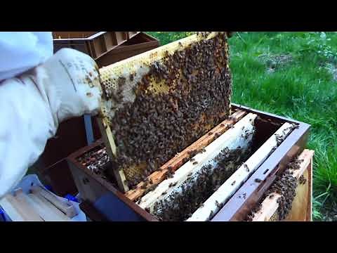 Multiplication d'essaims à partir d'une ruche forte