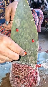 37K views · 241 reactions | snake plant #hardyplant #indoorplants #kokedama #gardening #waste #craft #ideas #reels #homedecor | AllSpice1508 | Facebook