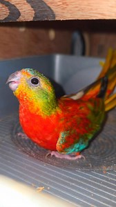12K views · 194 reactions | Turquoise_parrot _Nice bird. #reels #parrots #birds #viral | Exotic Pets Aviary | Facebook