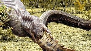 Extreme fight Crocodile vs Snake, Wild Animals Attack #animals #viralpost #Trendingvideo | Animal World