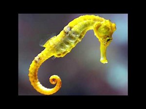 Seahorse the colour changing fish - video presented by | Izzah Nawaz I