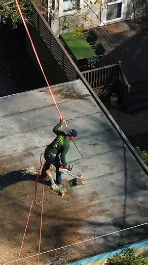 #treeremoval #fyp #treeclimber #arborist #treework