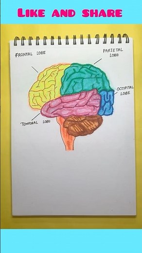 How to Draw Human Brain| Parts of Brain | Well Labelled Human Brain Diagram🧠
