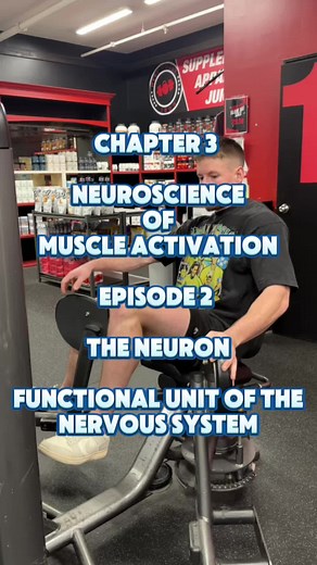 Understanding Neurons: The Building Blocks of the Nervous System
