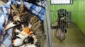 Clear the Shelters: 10 Shelter Stories That Will Make You Smile