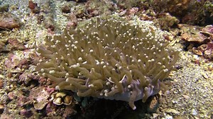 Mushroom coral with mushroom coral pipefish wiggling between its tentacles. Medium camera shot showing the whole coral and surrounding seabed with sand and some pebbles.
