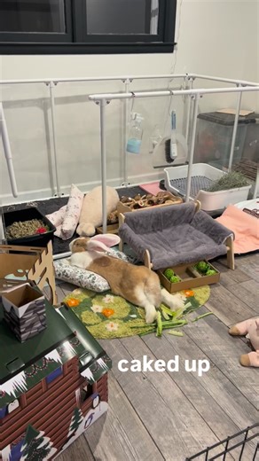 Custard the Continental Giant Bunny on Instagram: "comment BUTTS if you want a killer glute day sent to your DMs! 📥 follow @custardthegiantbunny Custard is an 8 month old Continental Giant Rabbit living in Maryland. Custard is a lover of all things cuddles, sweet treats, and a good nap. He is a white and yellow buck expected to mature to about 18 pounds. We expect this because of his absolutely massive thumpers and satellite dish ears. #ass #bunnies #rabbits #glutegains #memesdaily"