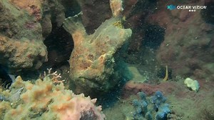 Here is an incredible attack of Frogfish!! It's very fast, the Giant Frogfish gives no chance to the prey ... By Oceanvizion | Te Moana Expeditions l Lluís Masuet Expeditions