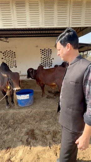 गिर नस्ल की सही पहचान करे #gircow #farminggeography | farming geography