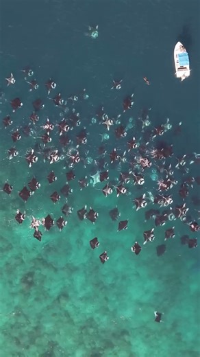 2.7K views · 29 reactions | Baa Atoll is putting on its best show!  With over 200 Reef mantas feeding at the surface of the ocean. Is this what dreams are made of?!   @_jazeel | Diving Adelaide & Online Dive Gear | Facebook