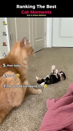 Cats vs Kittens! 🥊 Battle for the Cutest Pet! 🏆